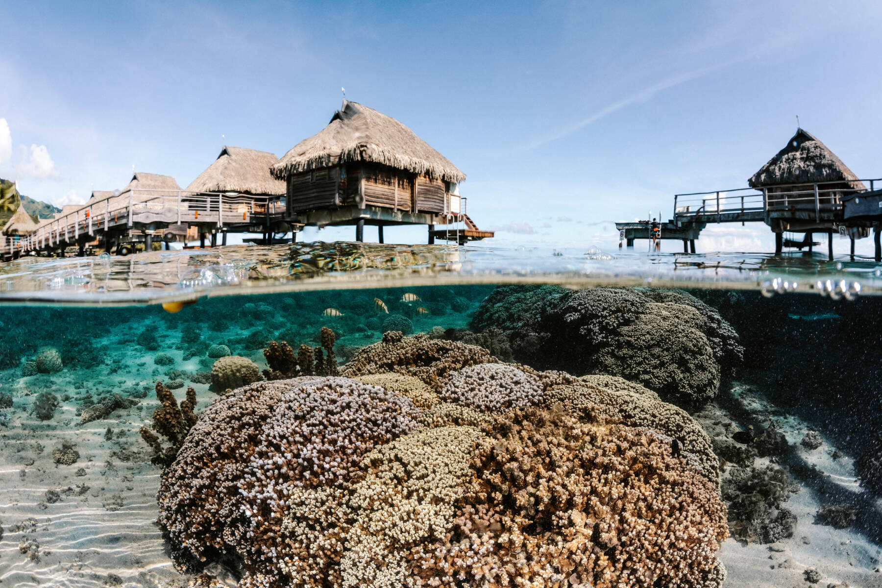 Coral grafting workshop | Manava Moorea Resort Beach & Spa