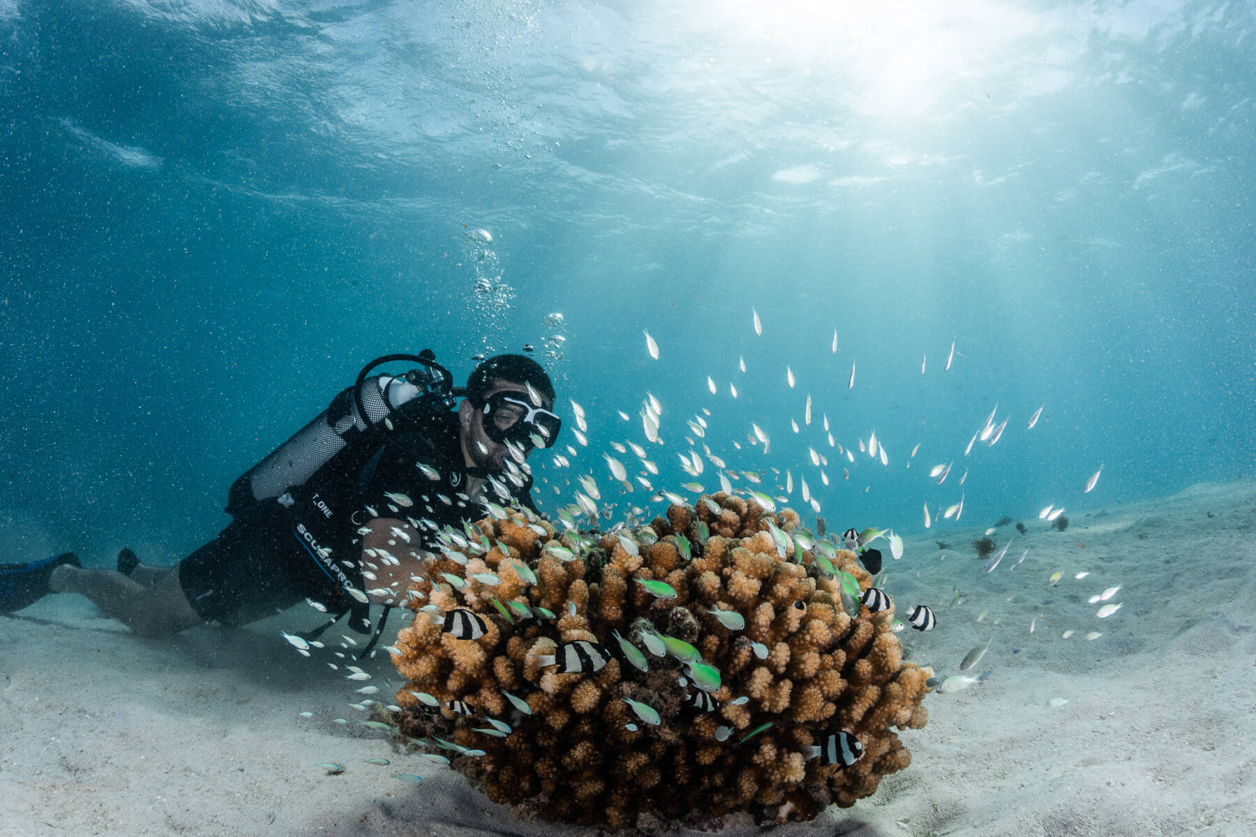 Moorea Blue Diving | Manava Moorea Resort